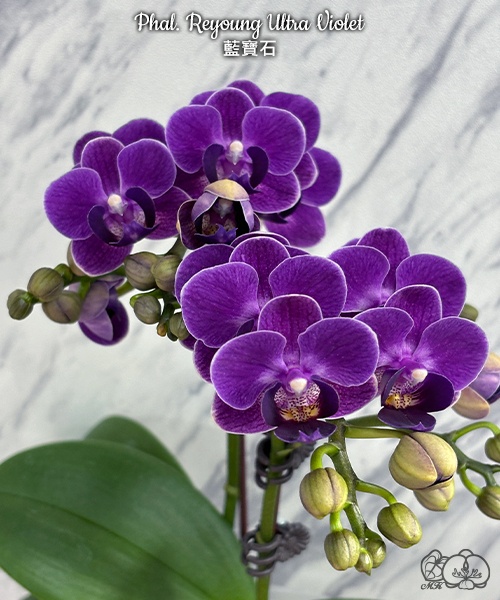 美琪園藝 Miki Orchid