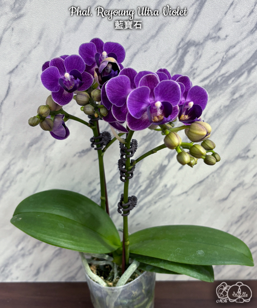 美琪園藝 Miki Orchid