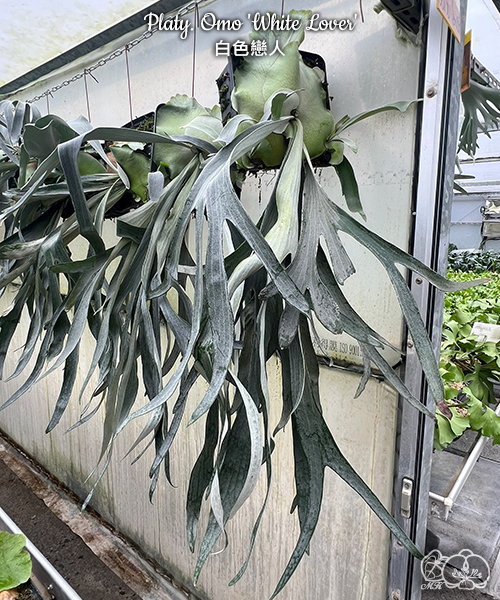 美琪園藝 Miki Orchid